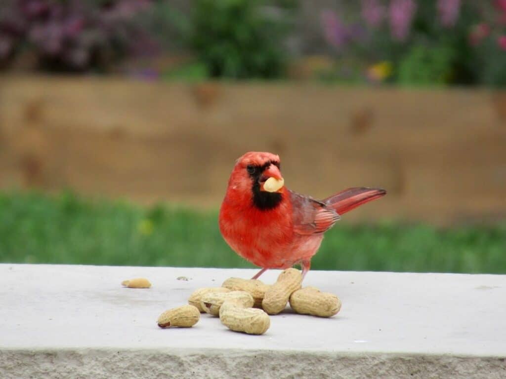 What Do Northern Cardinals Eat? Best Foods for Red Birds